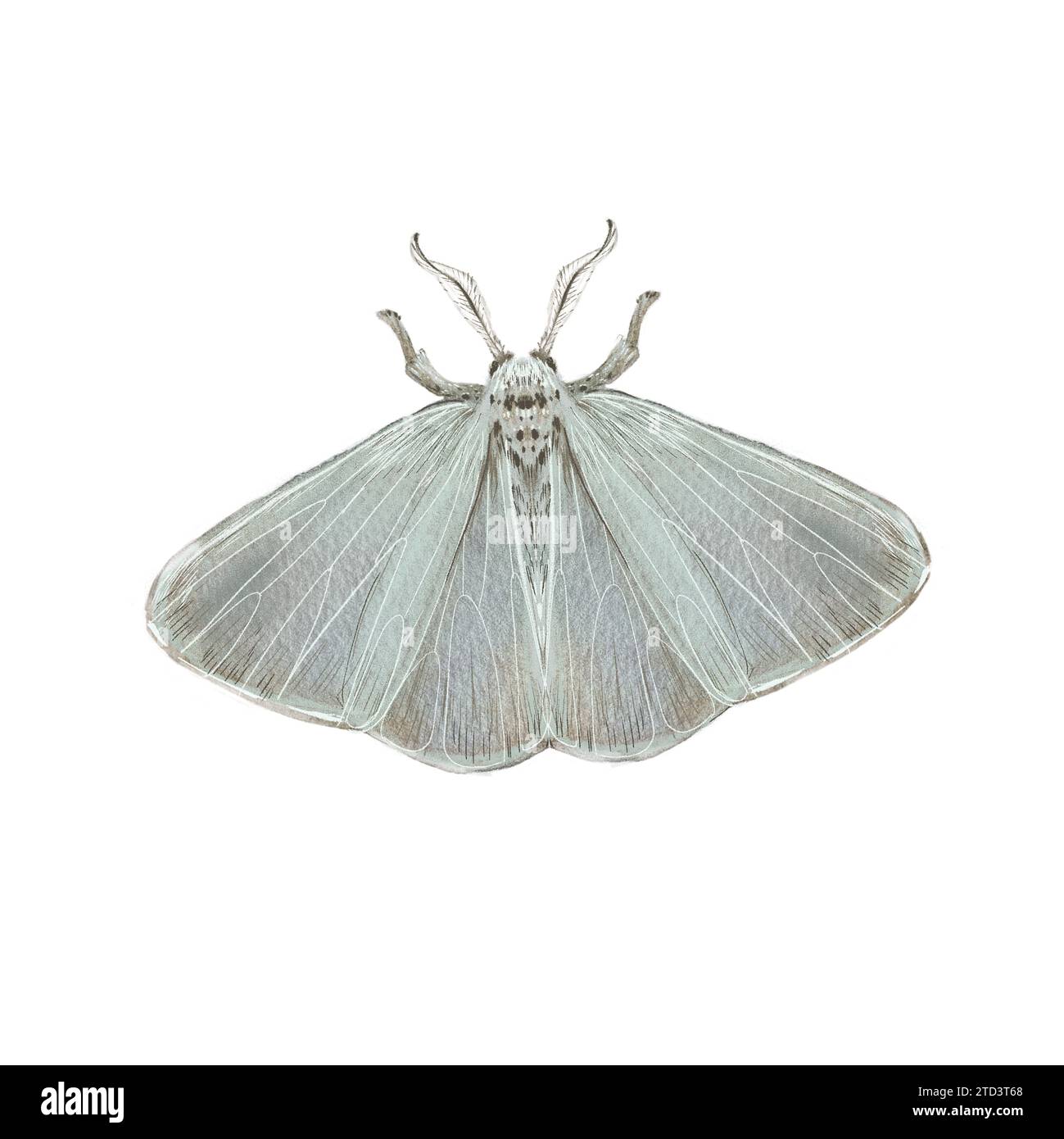 Moth illustration isolated on white background. Hand painted with ...