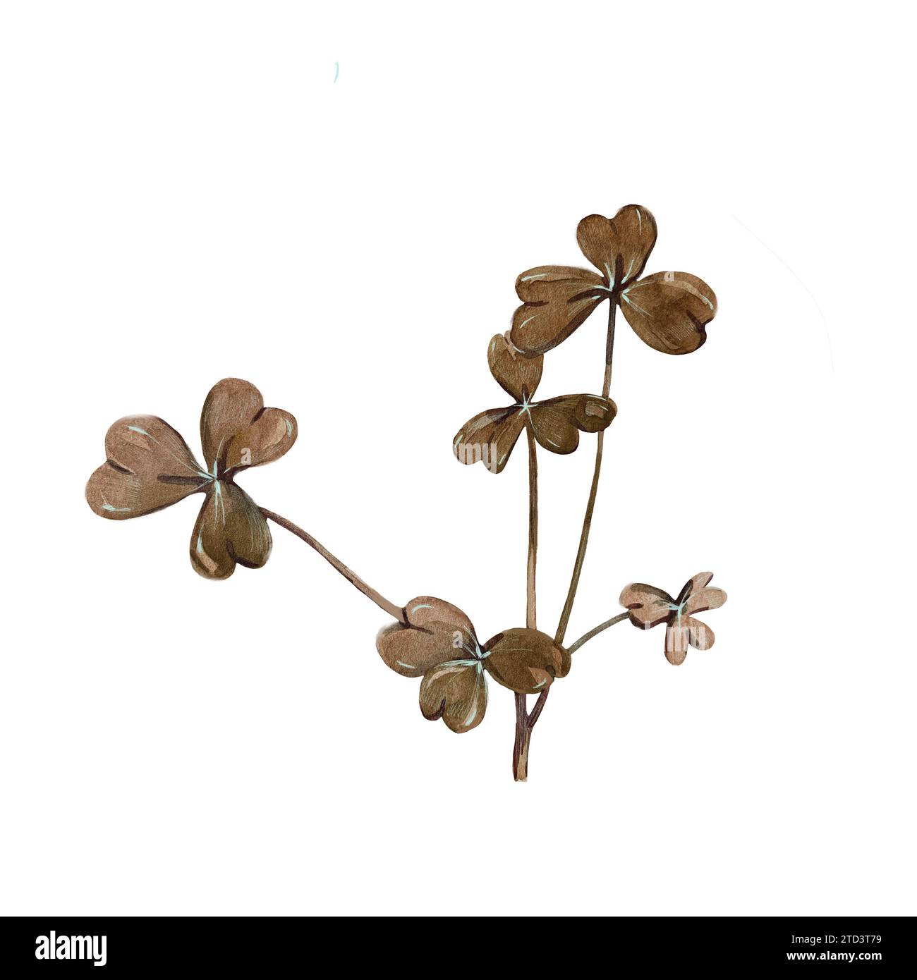 Hand drawn watercolor illustration of oxalis leaves isolated on white ...