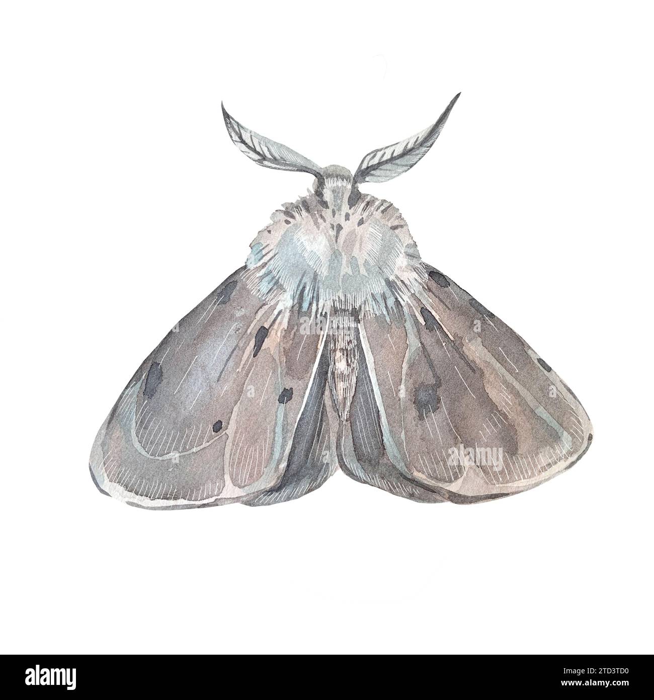 Moth illustration isolated on white background. Hand painted with ...