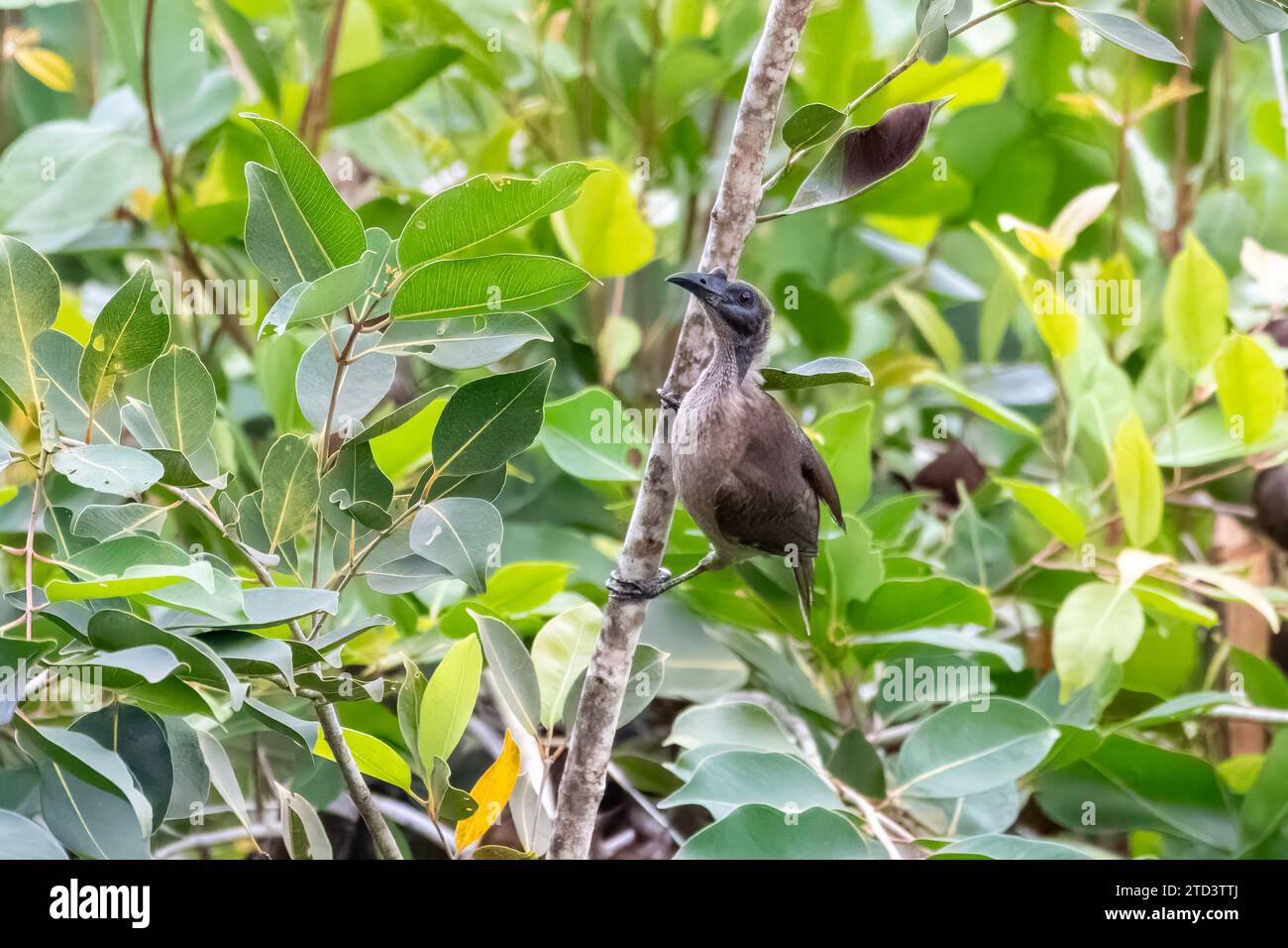 Helmeted friarbird (Philemon buceroides) observed in Waigeo in West ...