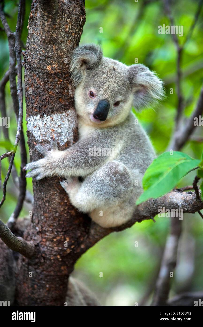 Koala (Phascolarctos cinereus), fauna, wild, wild animal, wilderness ...