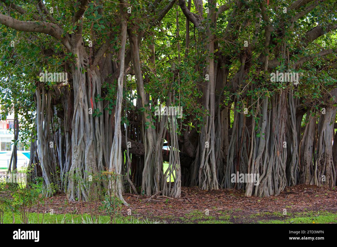 Hanging branches of a strangler fig, parasite, aerial root, flora ...