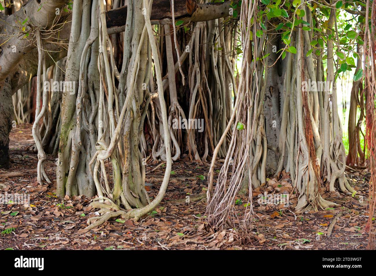 Hanging branches of a strangler fig, parasite, aerial root, flora, plant, fig, tropical tree ...