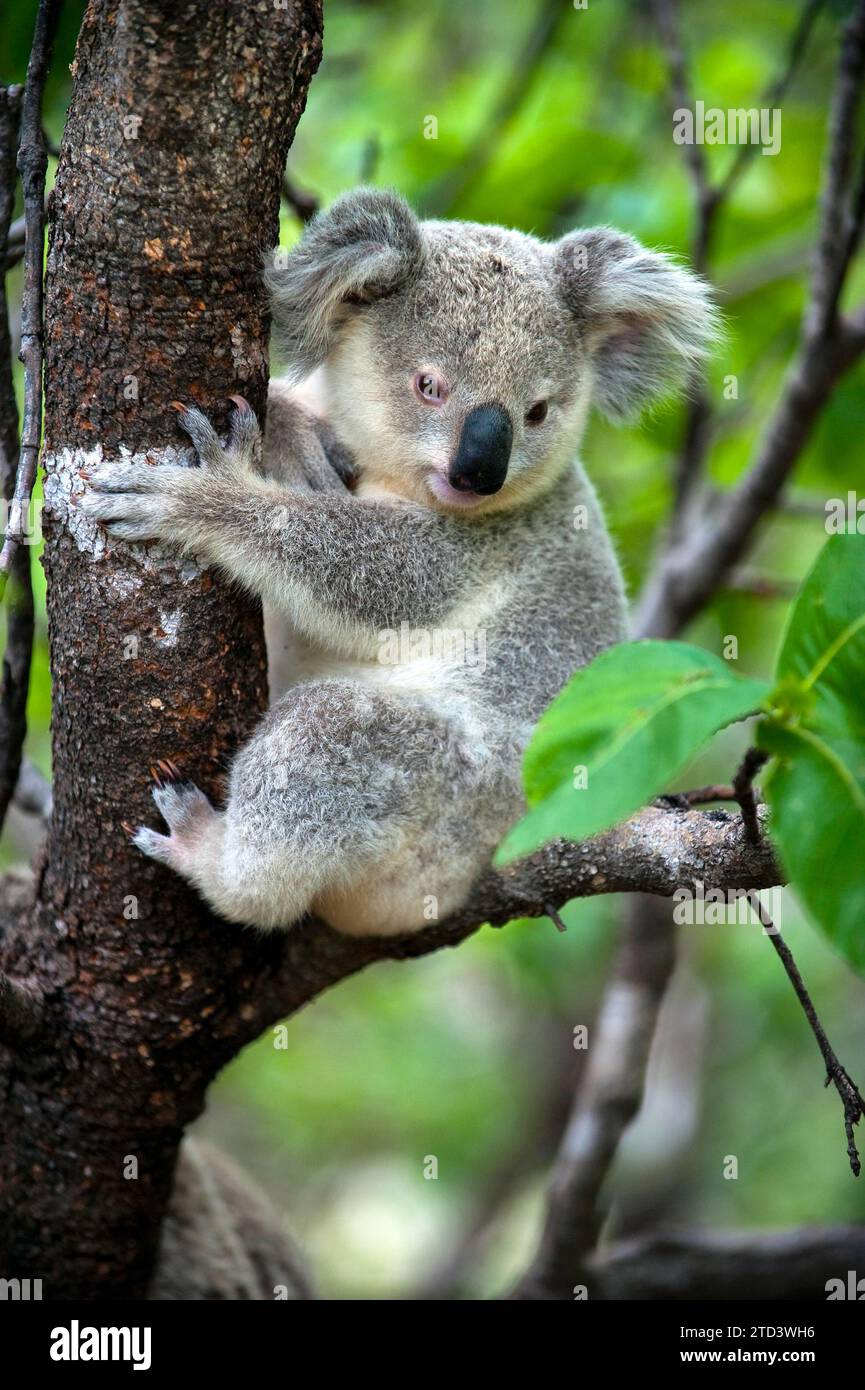 Koala (Phascolarctos cinereus), fauna, wild, wild animal, wilderness ...
