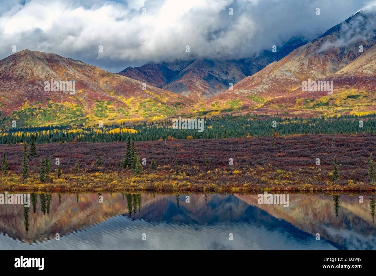 Autumn landscape in Denali State Park, intense colours, reflections in ...