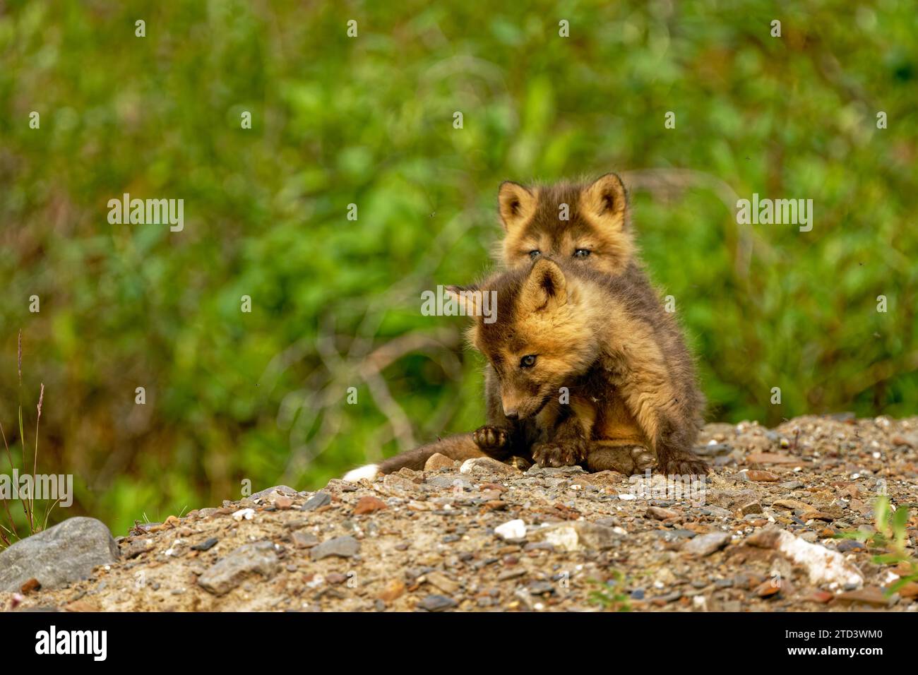 Two young cross foxes (Vulpes vulpes) sitting on the burrow, North ...