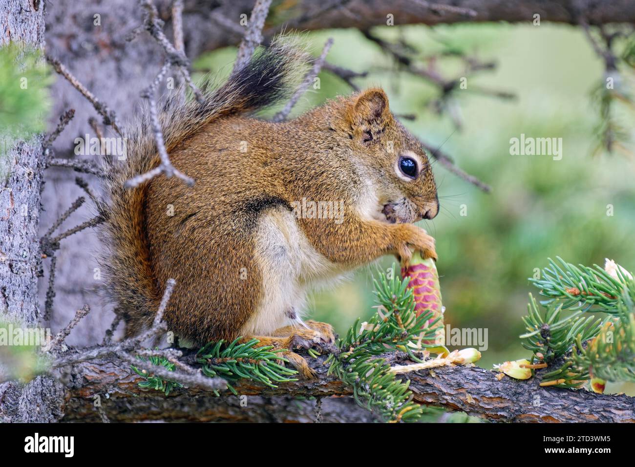 Common Canadian red squirrel (Tamiasciurus hudsonicus) sitting on a ...