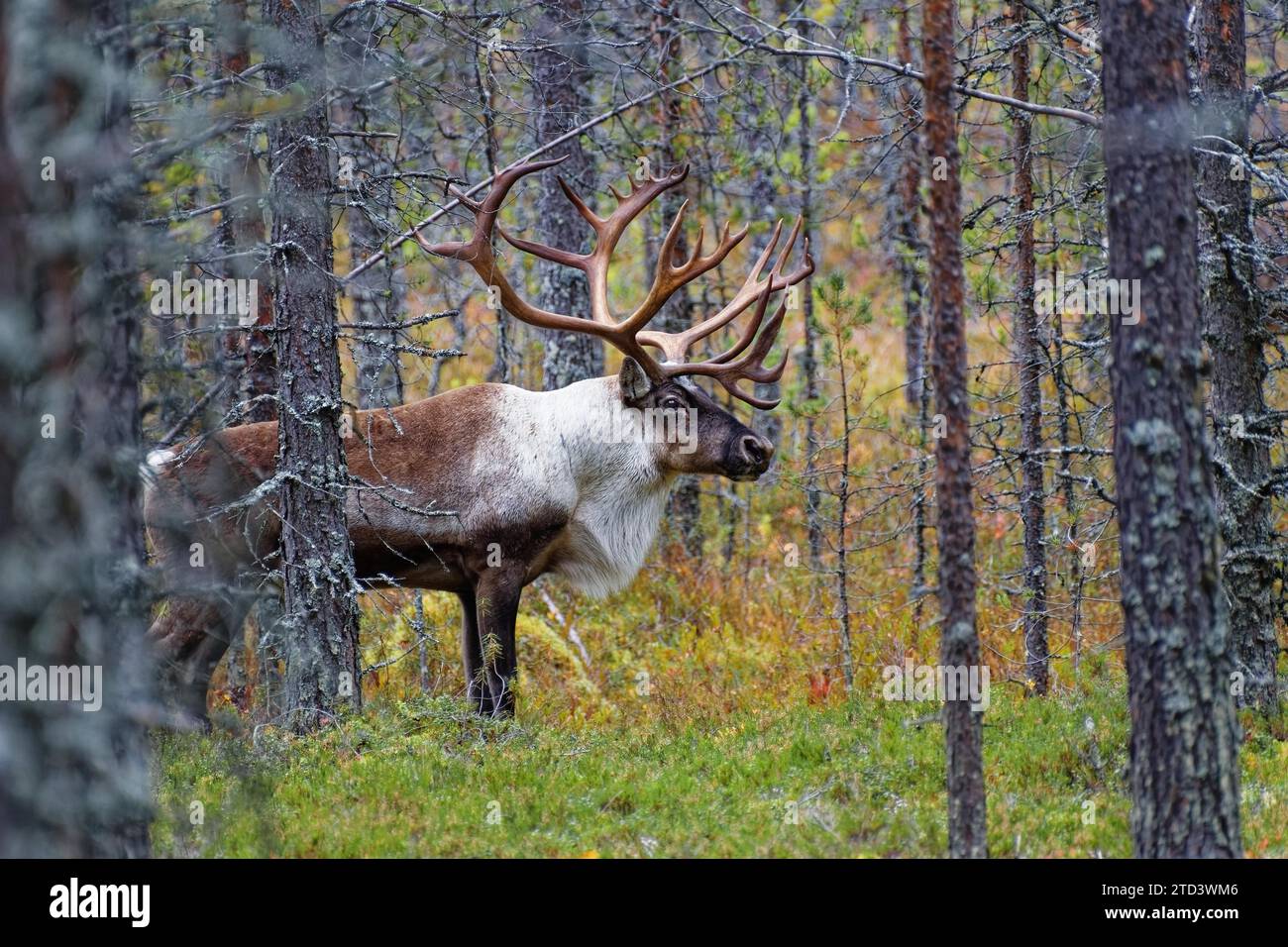 Finnish forest reindeer hi-res stock photography and images - Alamy