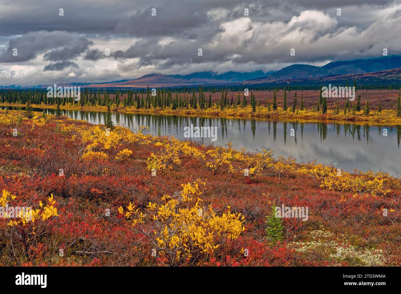 Autumn landscape in Denali State Park, intense colours, reflections in ...