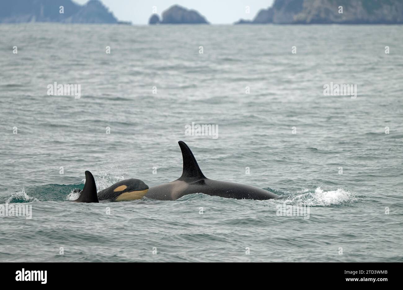Orca, killer whale (Orcinus orca) with juvenile, Kenai Fjords National ...