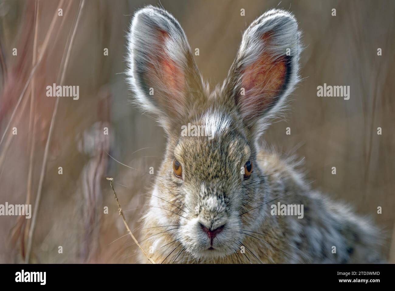 Snowshoe hare (Lepus americanus) changing fur winter, summer, detailed ...