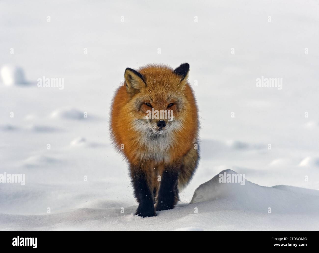 Crystal fox hi-res stock photography and images - Alamy