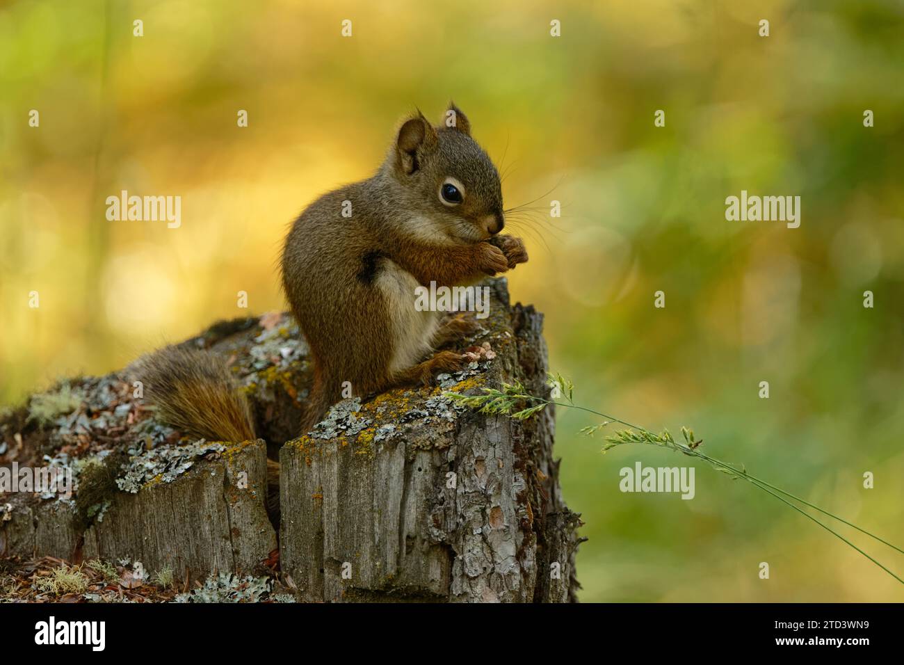 Common Canadian red squirrel (Tamiasciurus hudsonicus) sitting on tree ...