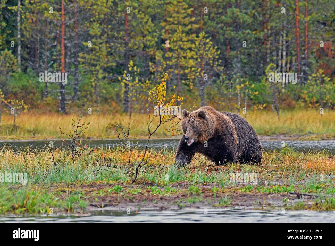 European brown bear (Ursus arctos) walking through swampy terrain ...