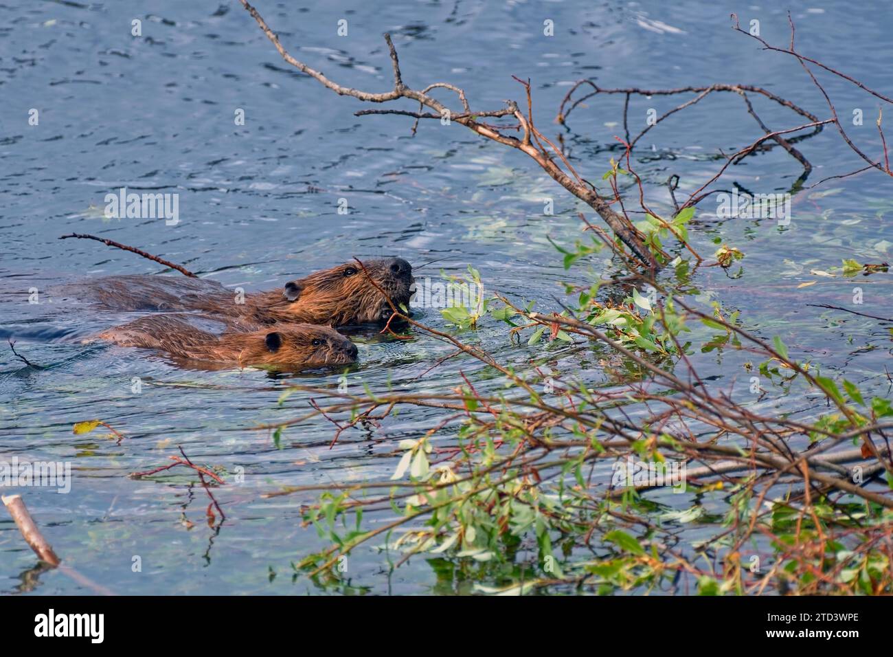 Two north american beavers (Castor canadensis), old and young swimming ...