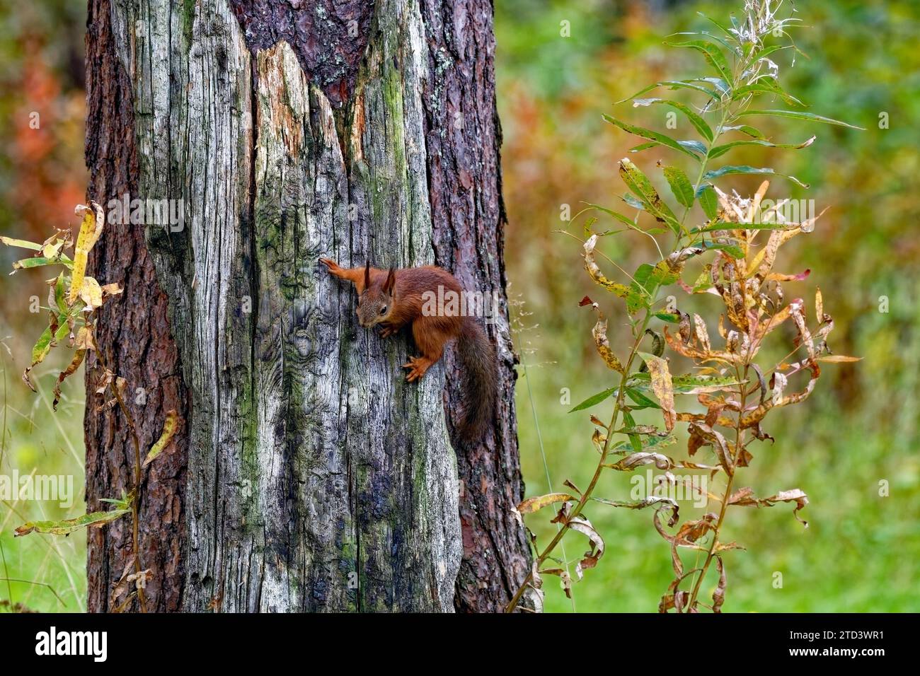 Eurasian red squirrel (Sciurus vulgaris) climbing a tree, paws wide ...