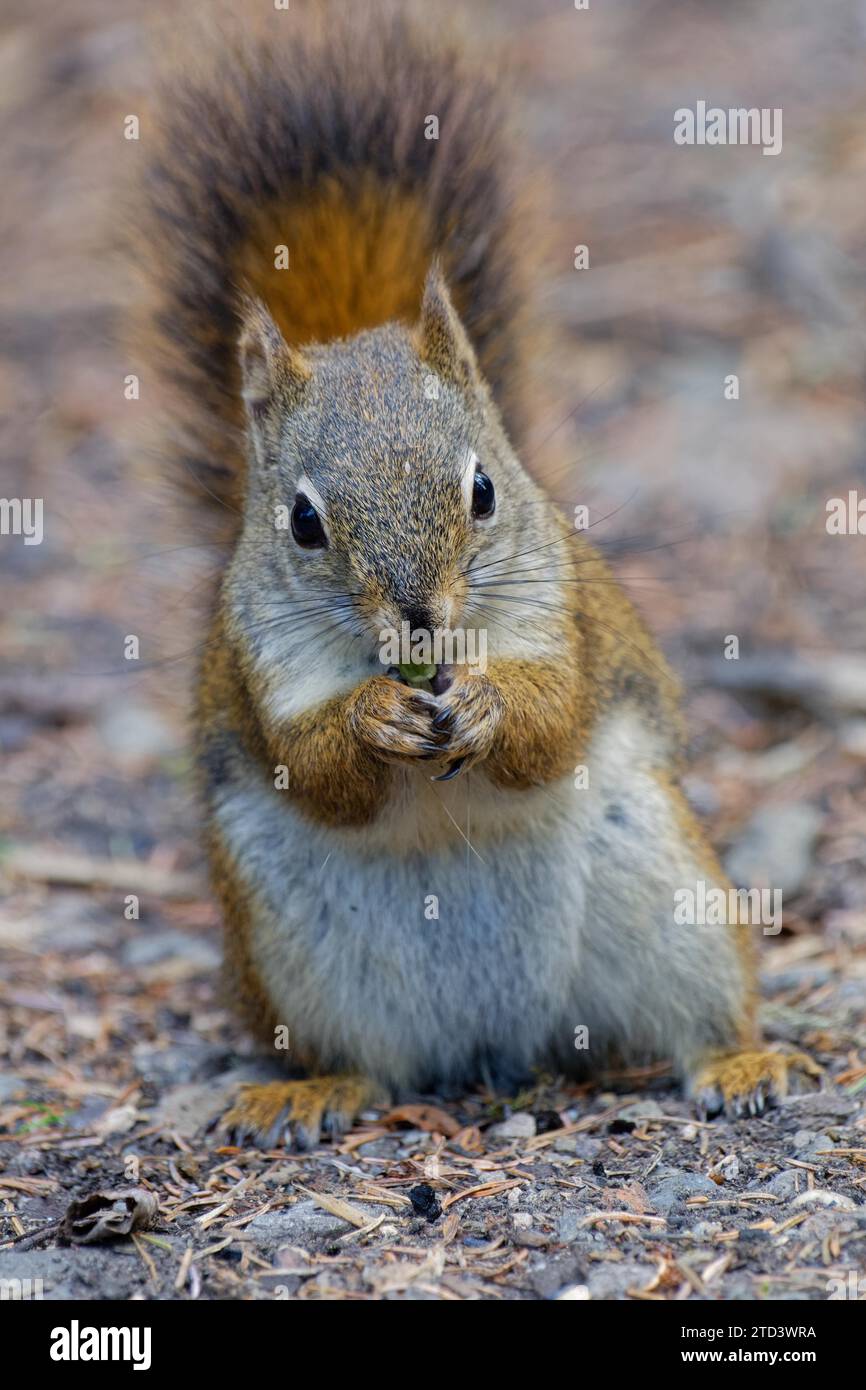 Common Canadian red squirrel (Tamiasciurus hudsonicus) sitting on the ...