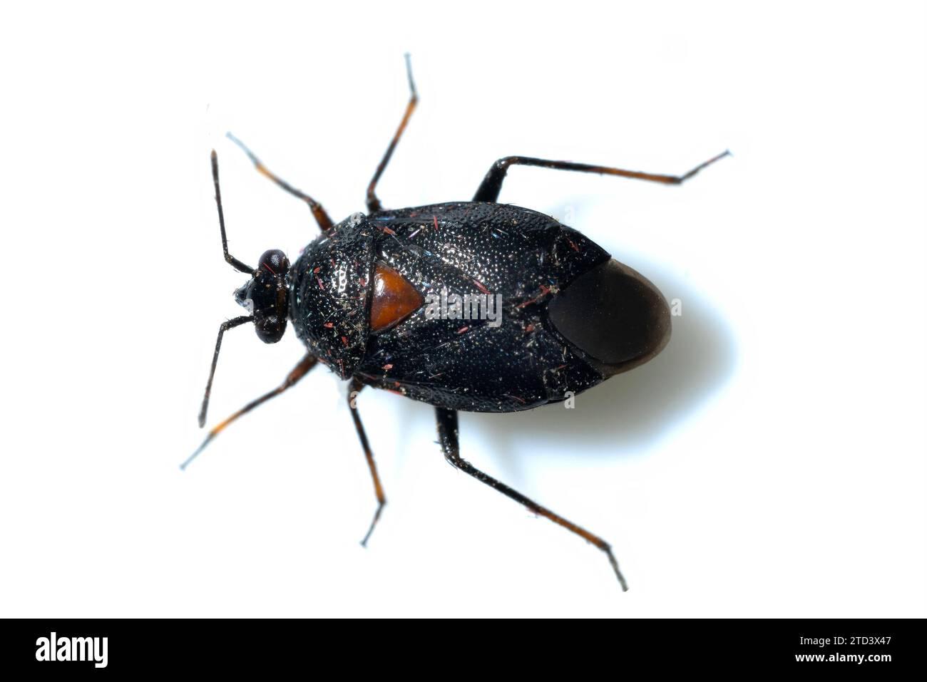 Deraeocoris ribauti, Small bed bug of the family Miridae, studio photo ...