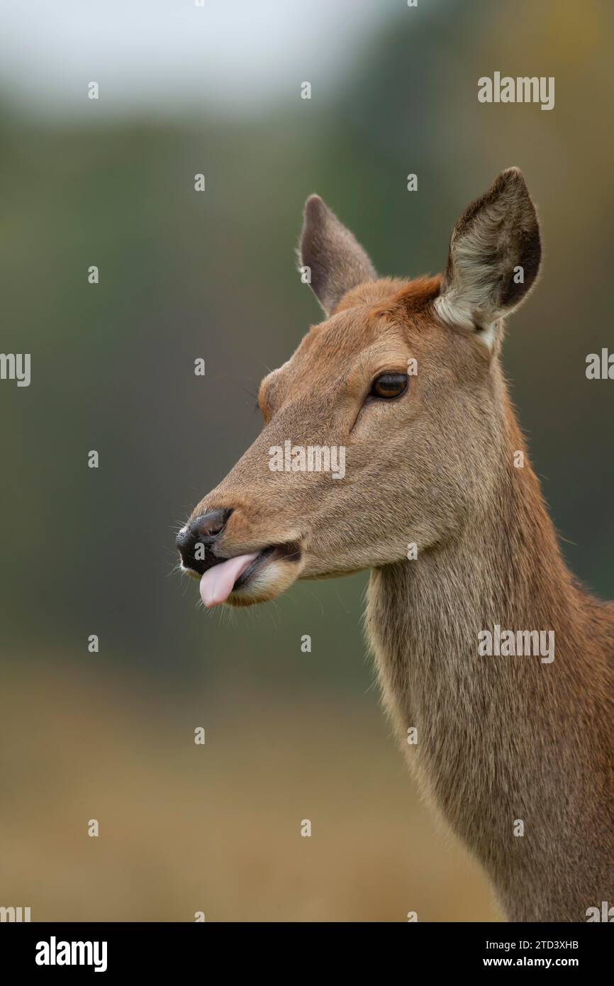 Red deer (Cervus elaphus) adult female doe sticking its tongue out ...