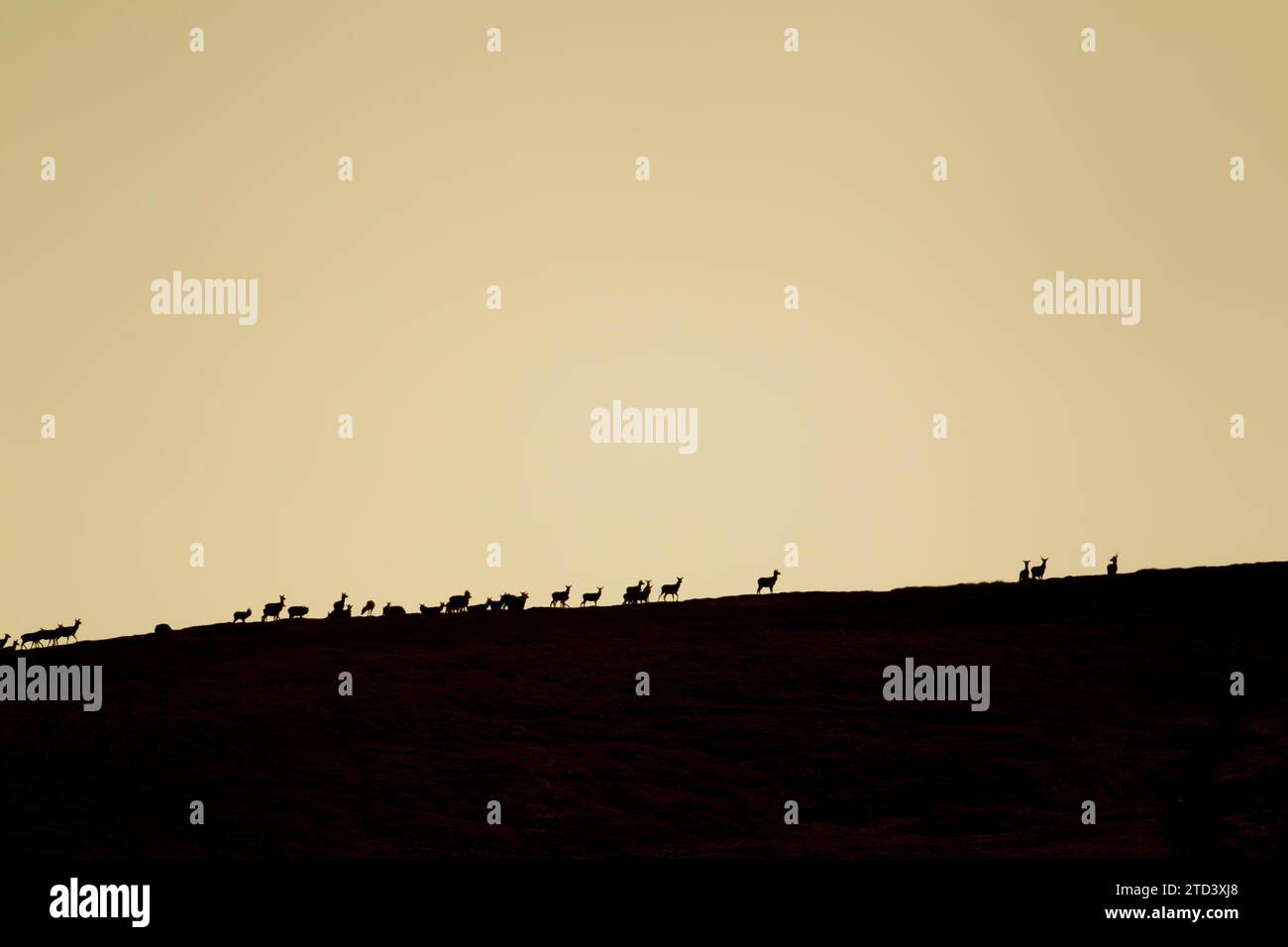 Red deer (Cervus elaphus) adult animals in a large group on a mountain ...