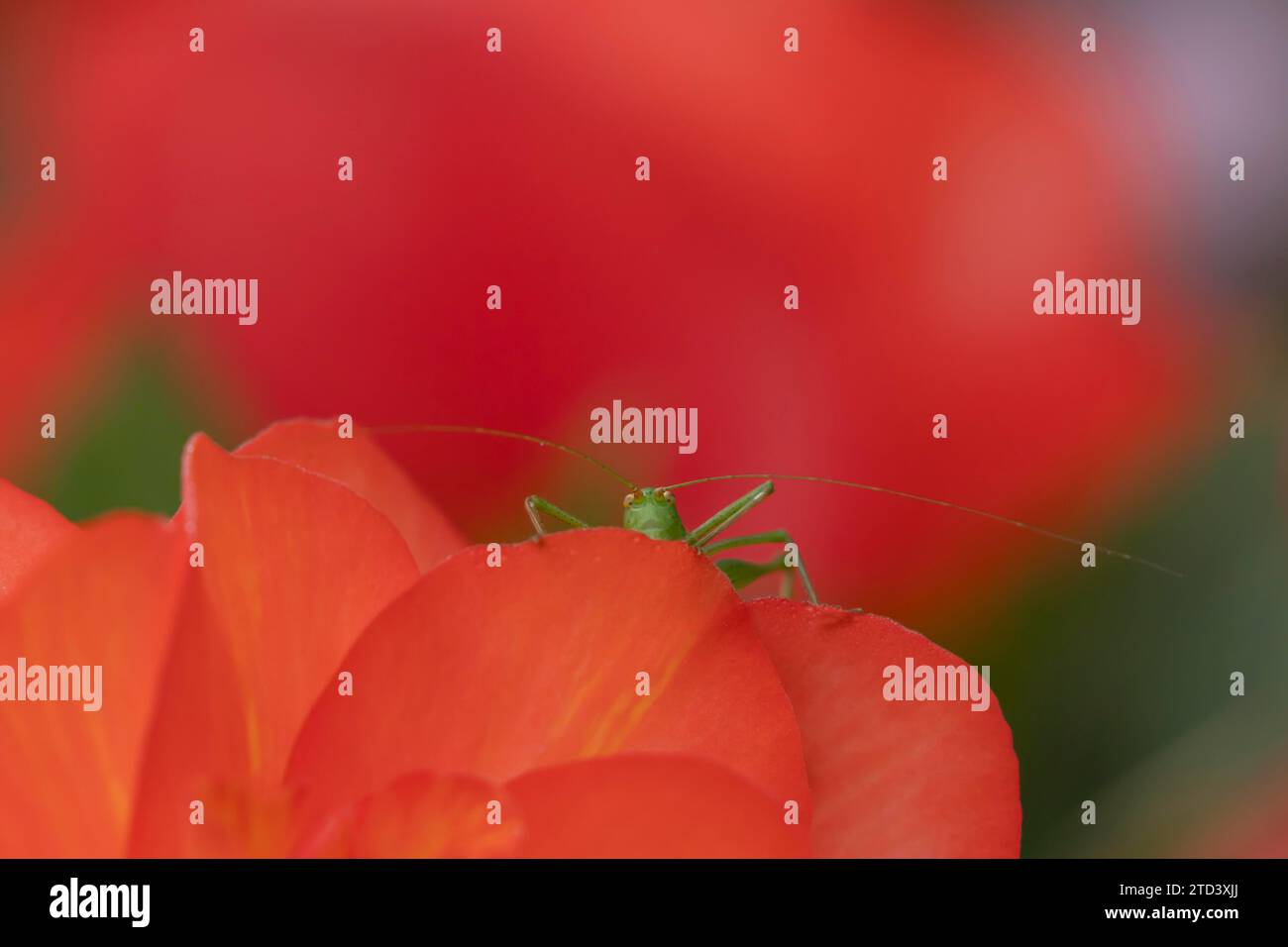 Speckled bush cricket (Leptophyes punctatissima) adult on a garden rose ...