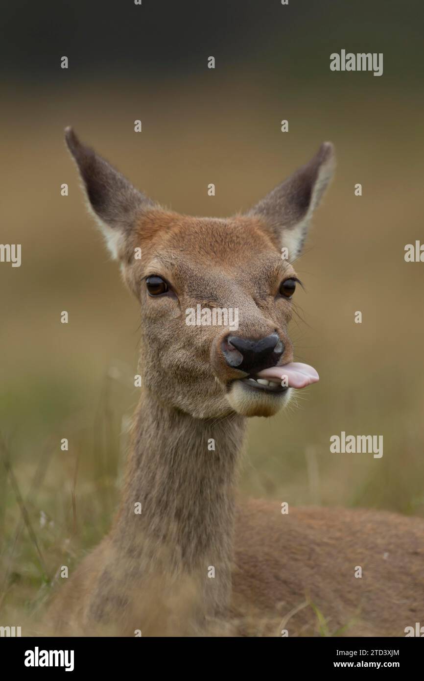 Red deer (Cervus elaphus) adult female hind sticking its tongue out ...