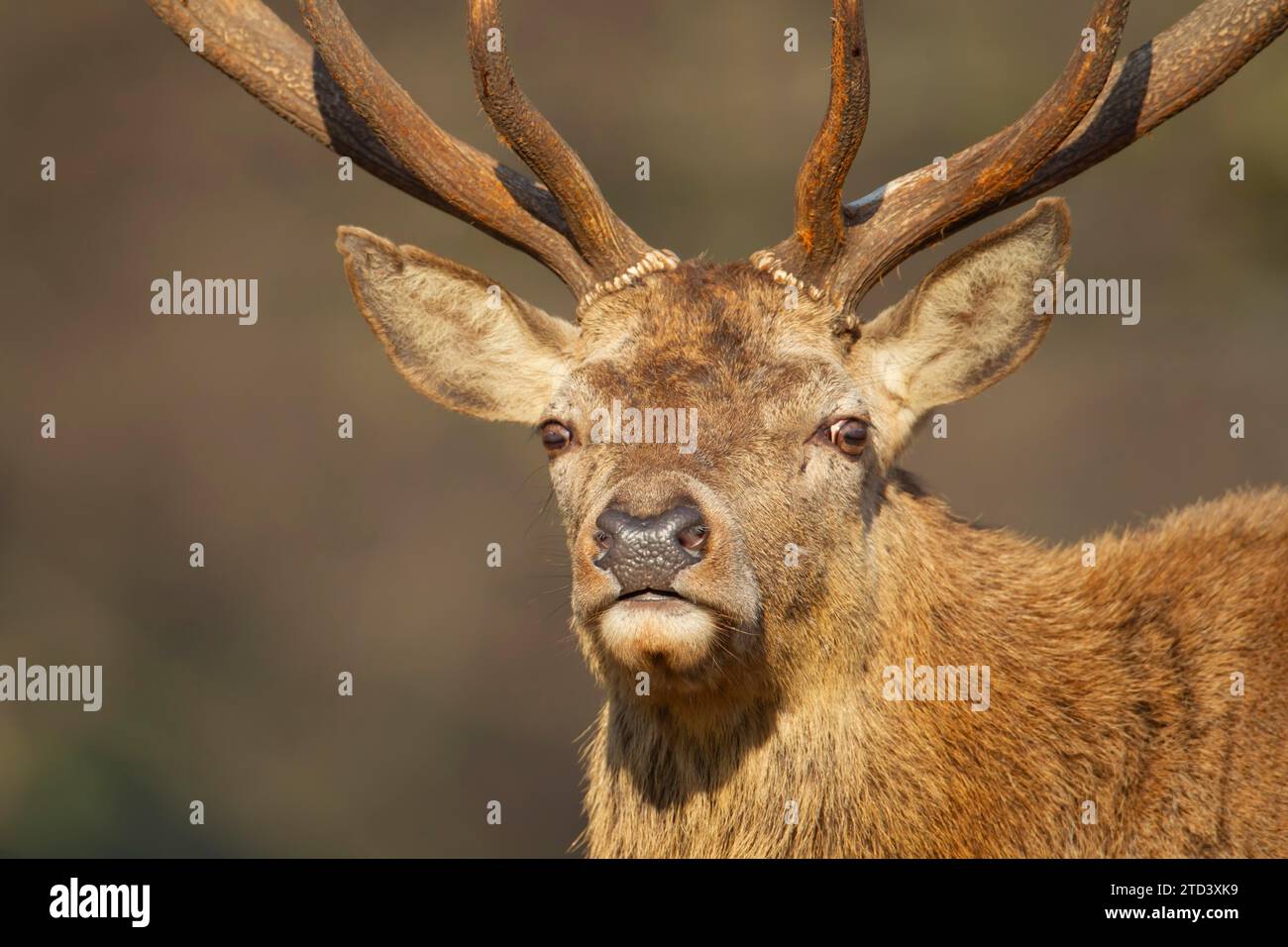 Stag animal hi-res stock photography and images - Alamy