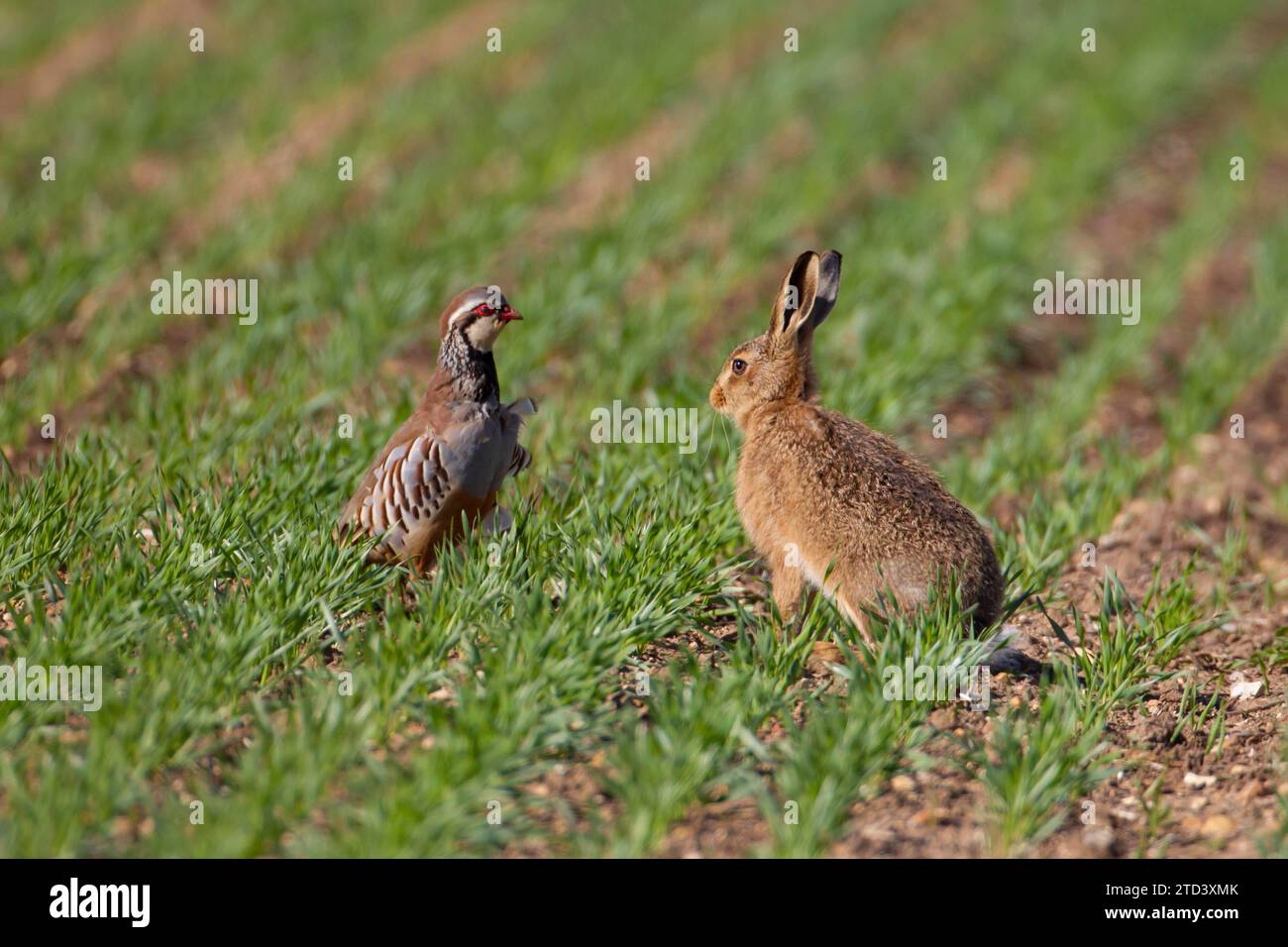 European brown hare (Lepus europaeus) juvenile leveret animal watching ...