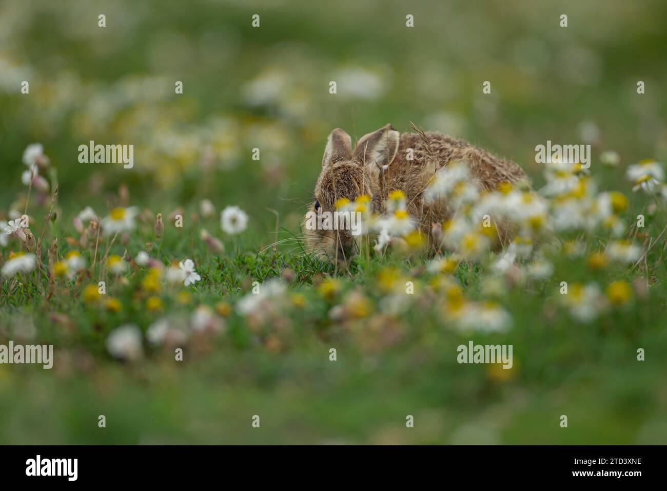 European brown hare (Lepus europaeus) juvenile leveret in a wildflower ...