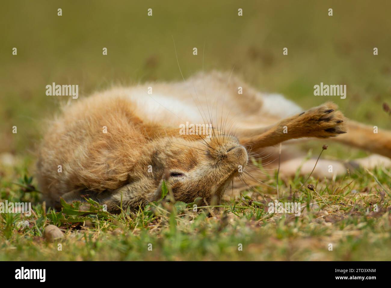 Hare sleep hi-res stock photography and images - Alamy