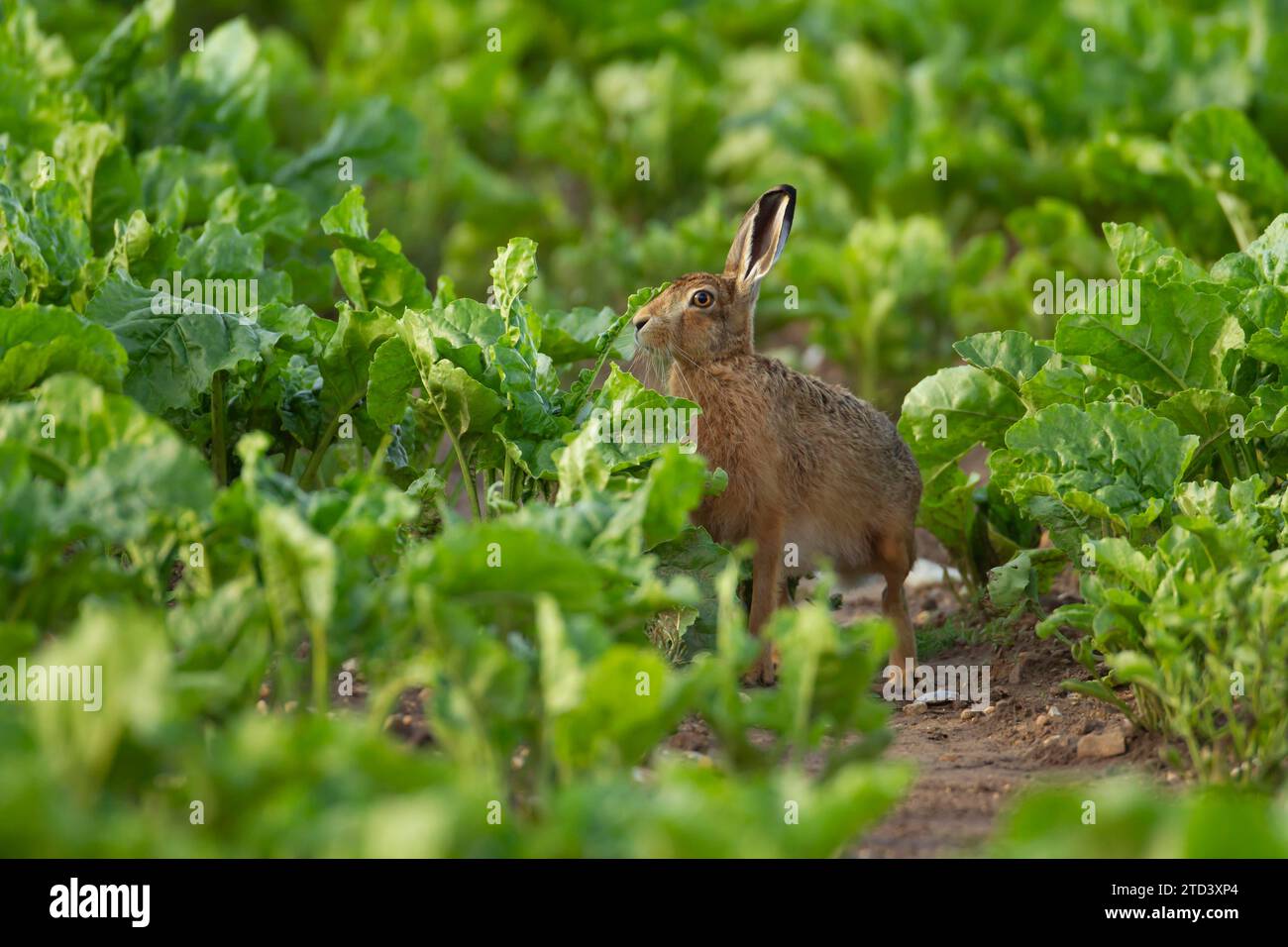 European brown hare (Lepus europaeus) adult in a farmland sugar beet ...