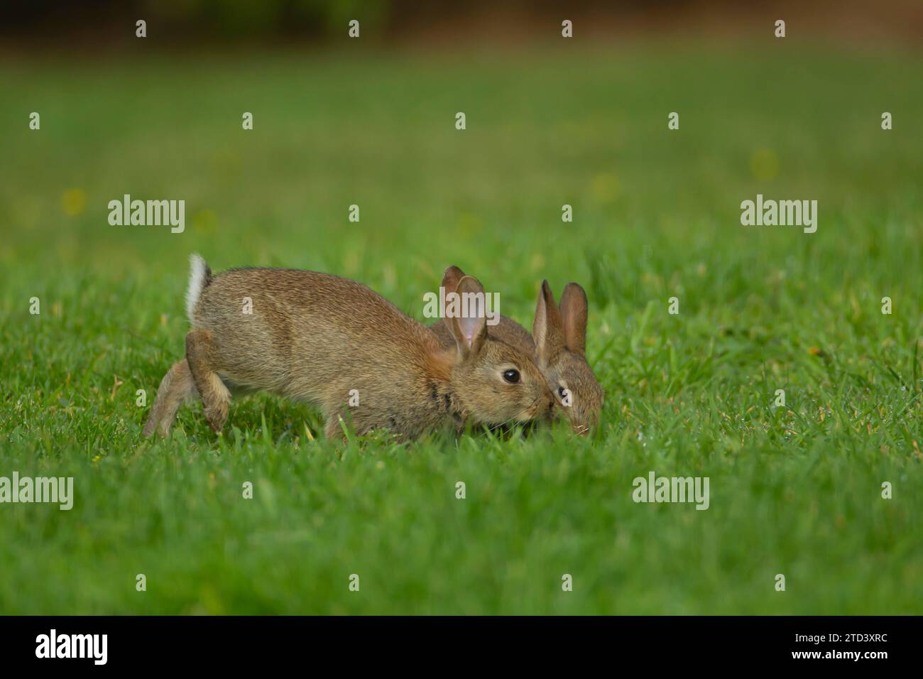 Two baby animals hi-res stock photography and images - Alamy
