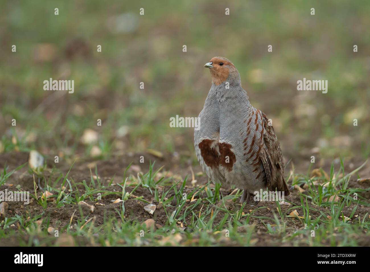 Grey or English partridge (Perdix perdix) adult bird in a farmland ...