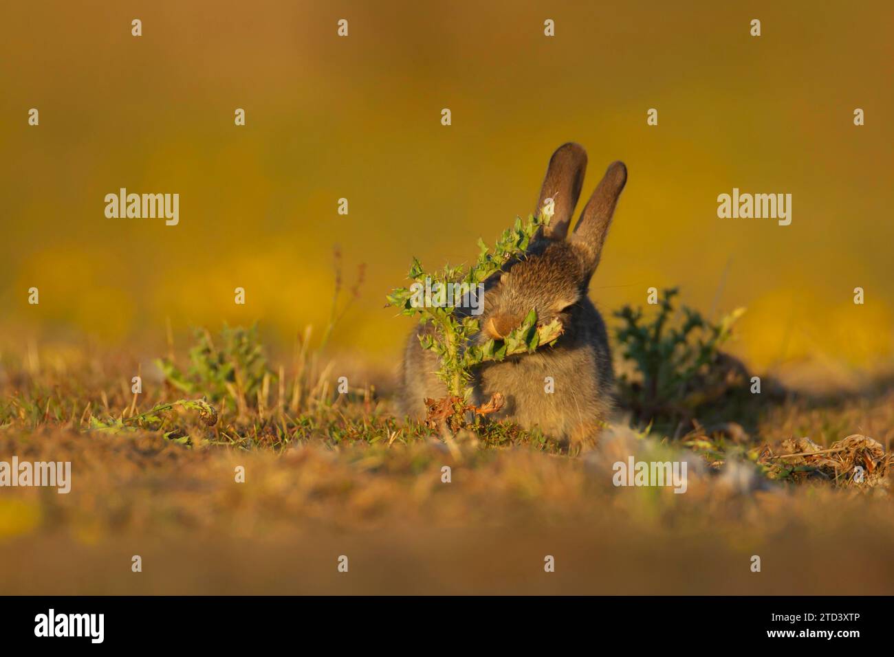 British bunny hi-res stock photography and images - Alamy