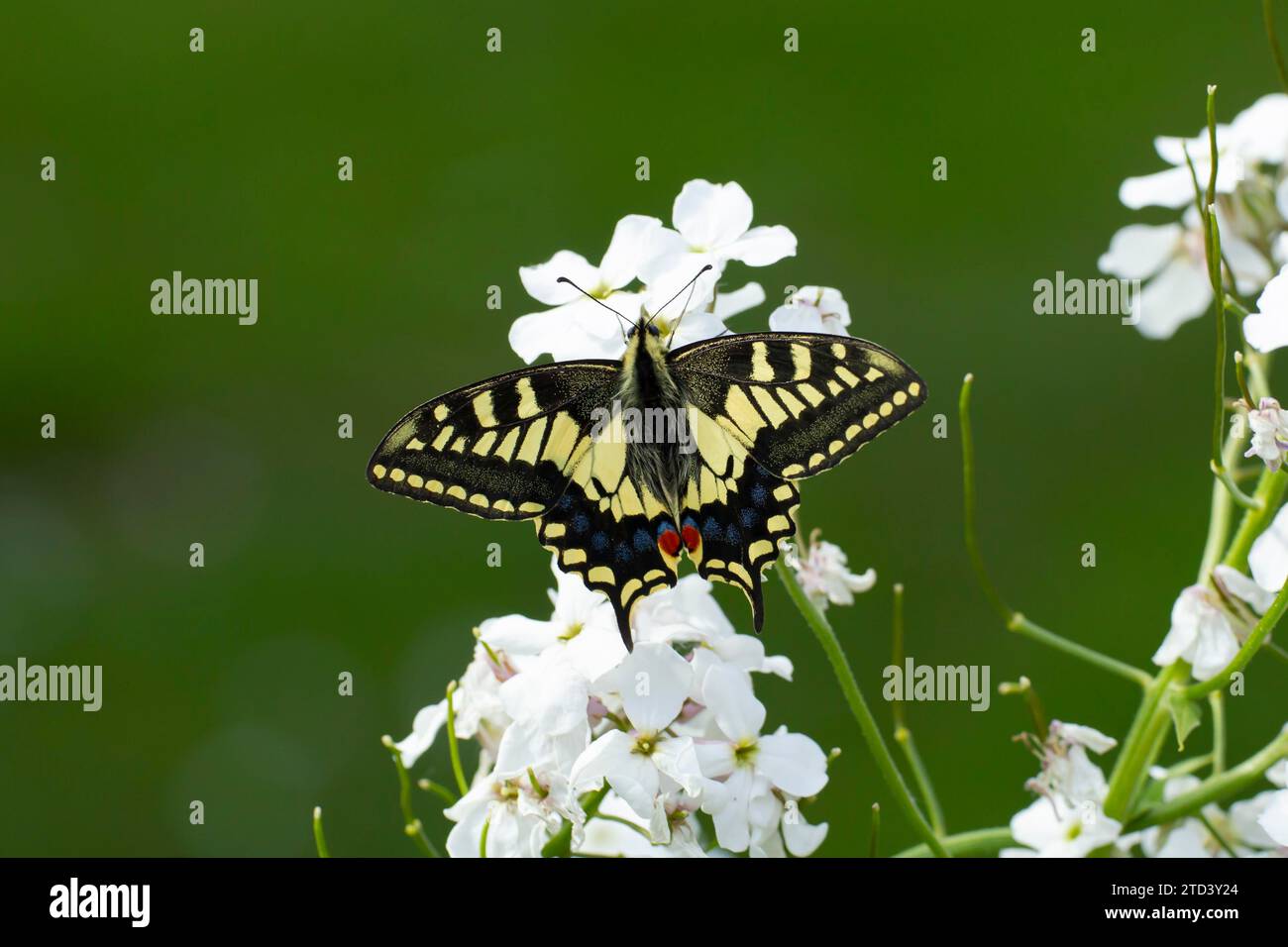English swallowtail butterfly (Papilio machaon) adult feeding on a ...