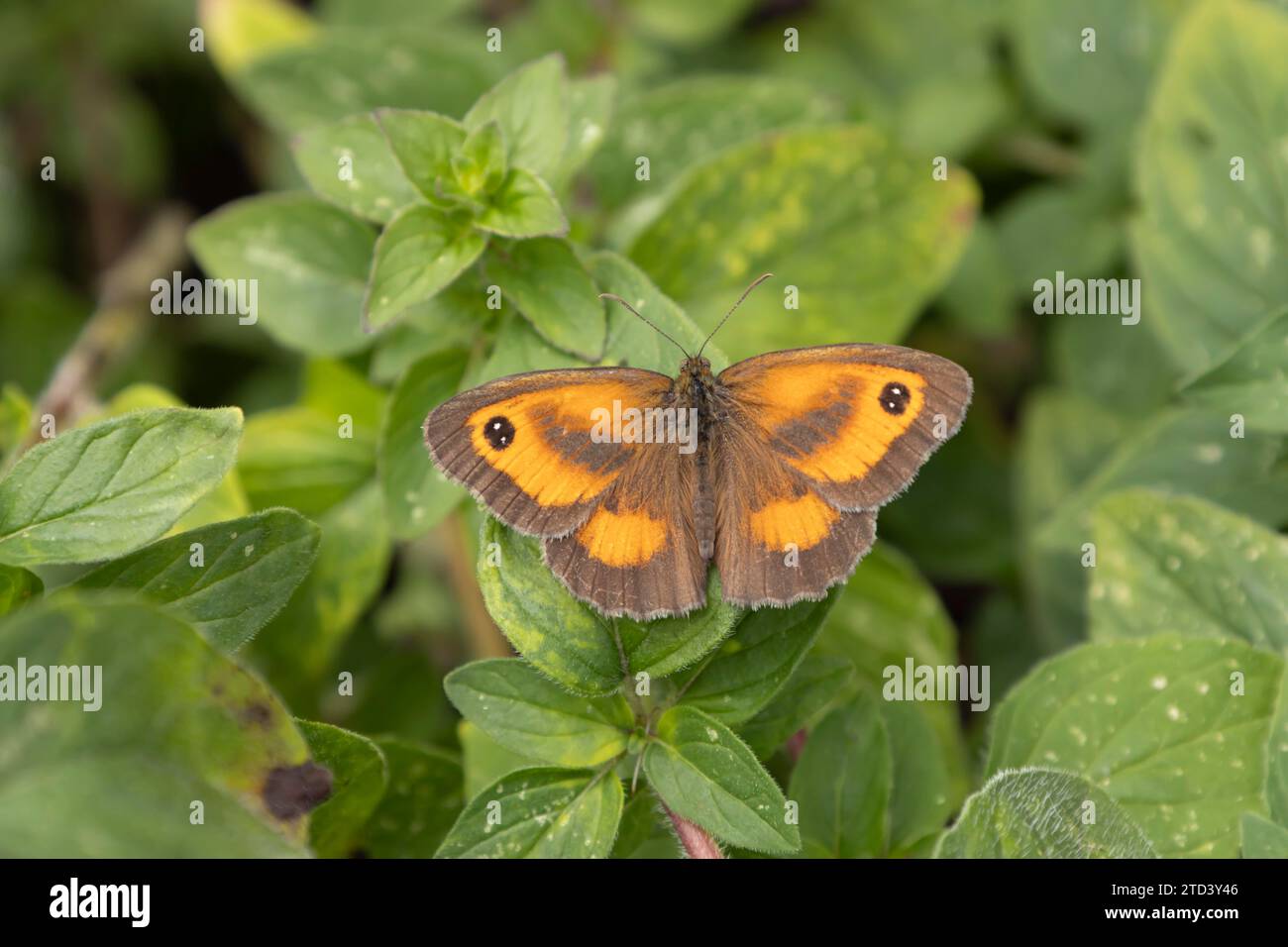 Gatekeeper (Pyronia tithonus) butterfly adult resting on a Wild ...
