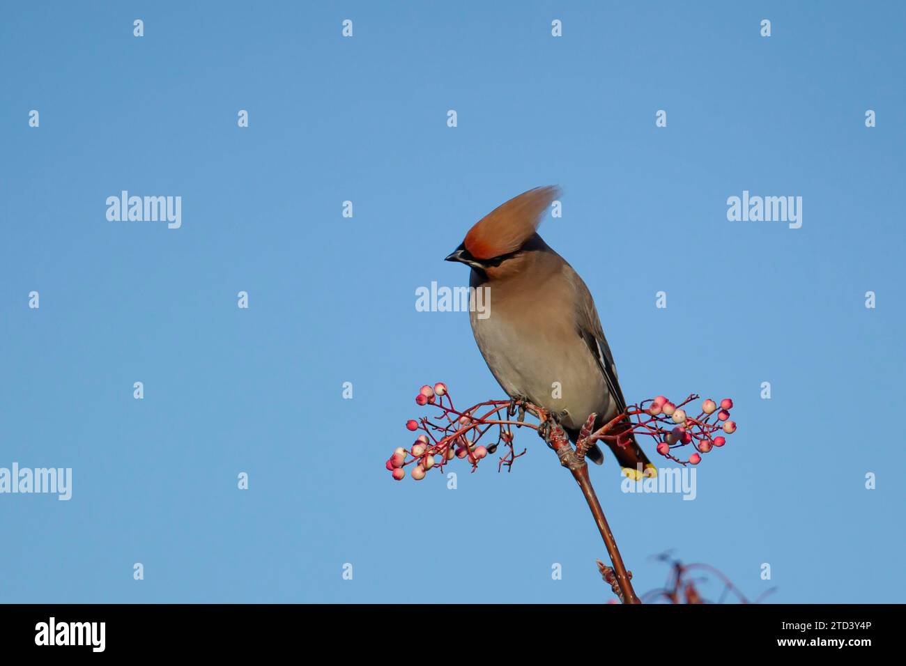 Bird berry tree hi-res stock photography and images - Alamy