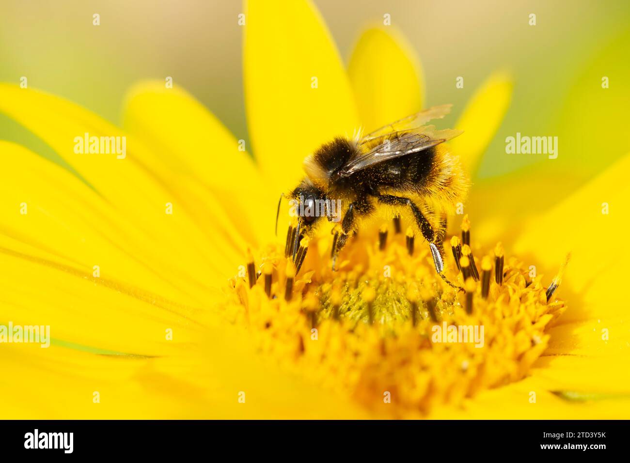Bumblebee on cosmos hi-res stock photography and images - Alamy