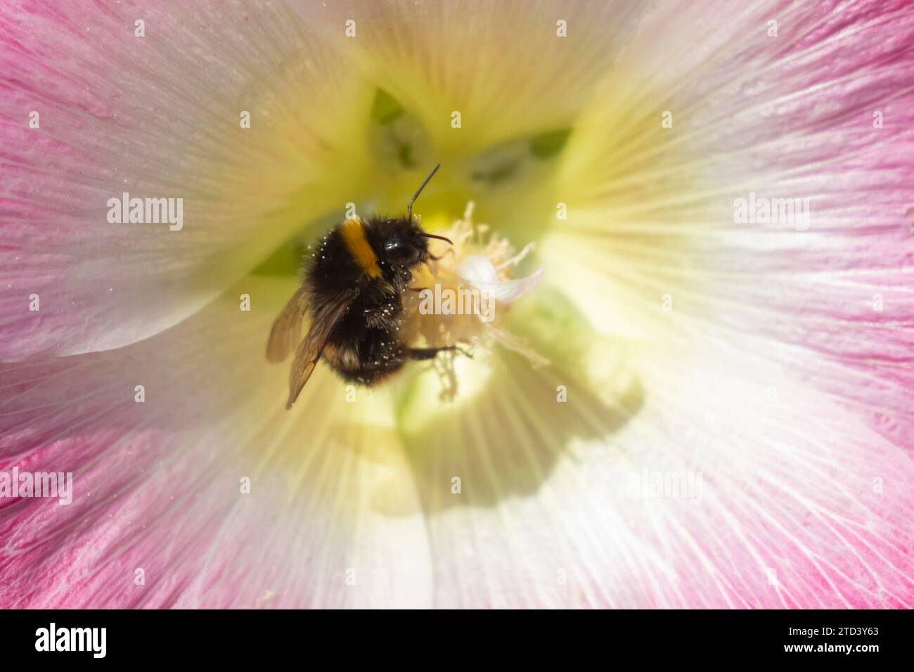 Buff tailed bumble bee (Bombus terrestris) adult feeding on a garden ...