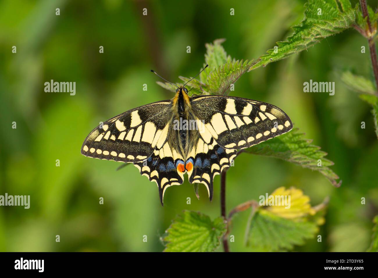English swallowtail butterfly (Papilio machaon) adult resting on a ...