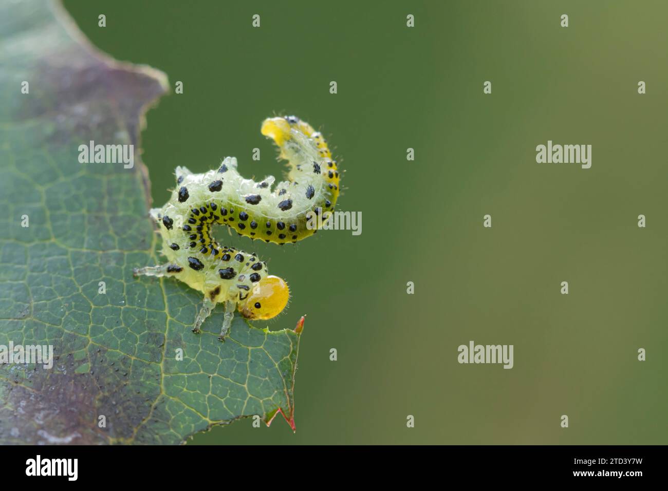 Large rose sawfly (Arge ochropus) caterpillar feeding on a rose plant ...