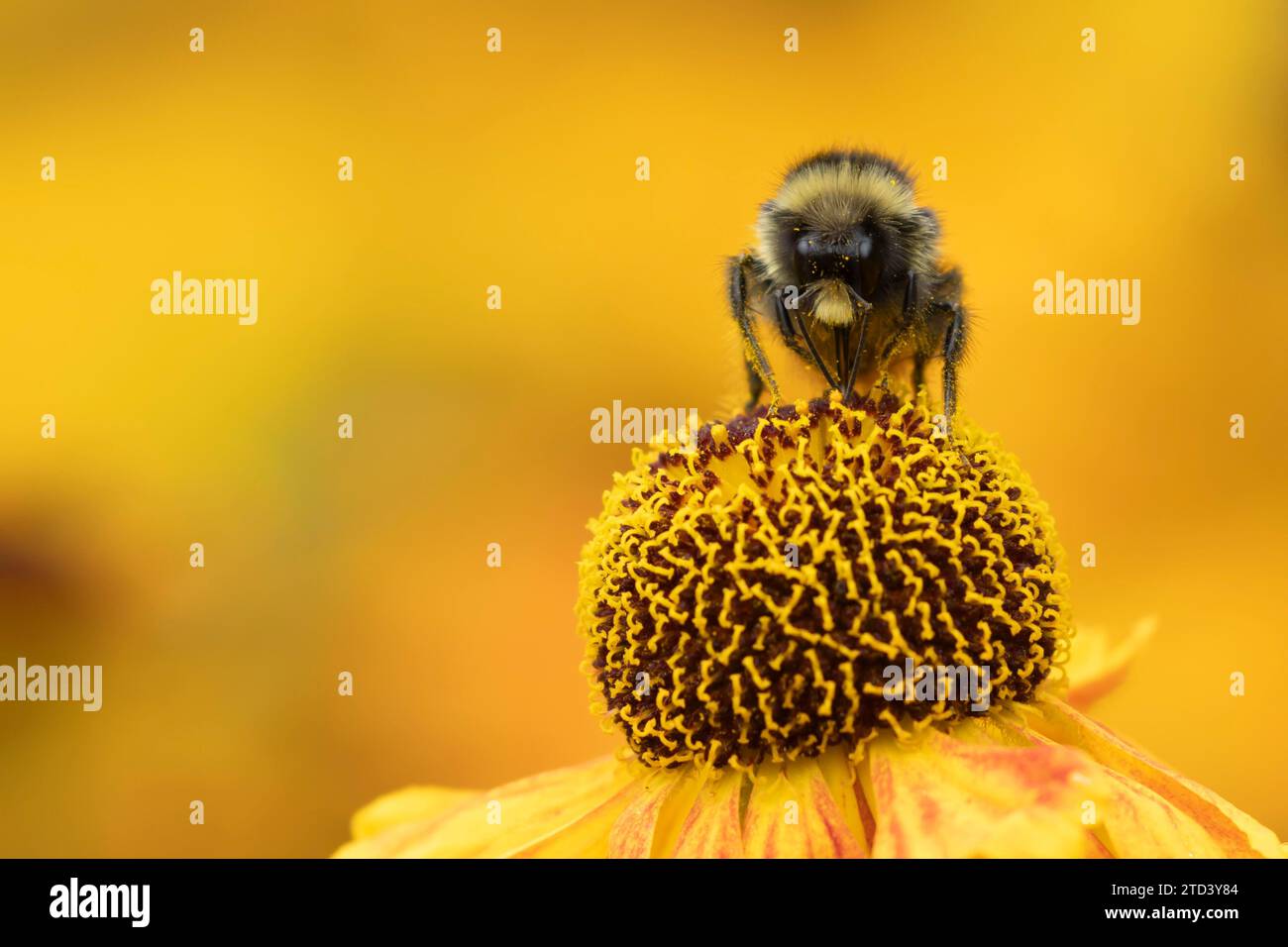 Red-tailed bumble bee (Bombus lapidarius) feeding on a yellow Helenium ...