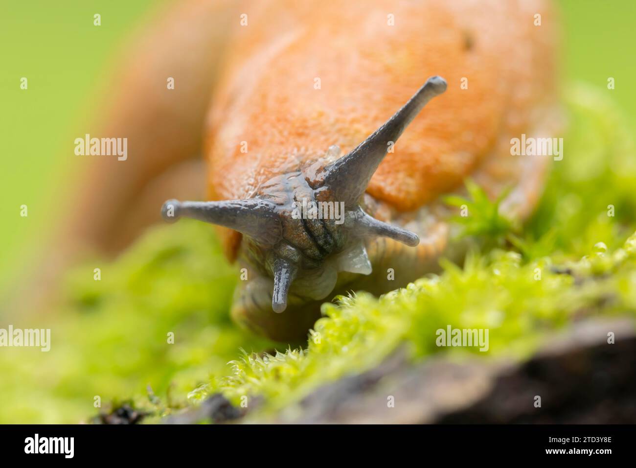 Slug look hi-res stock photography and images - Alamy
