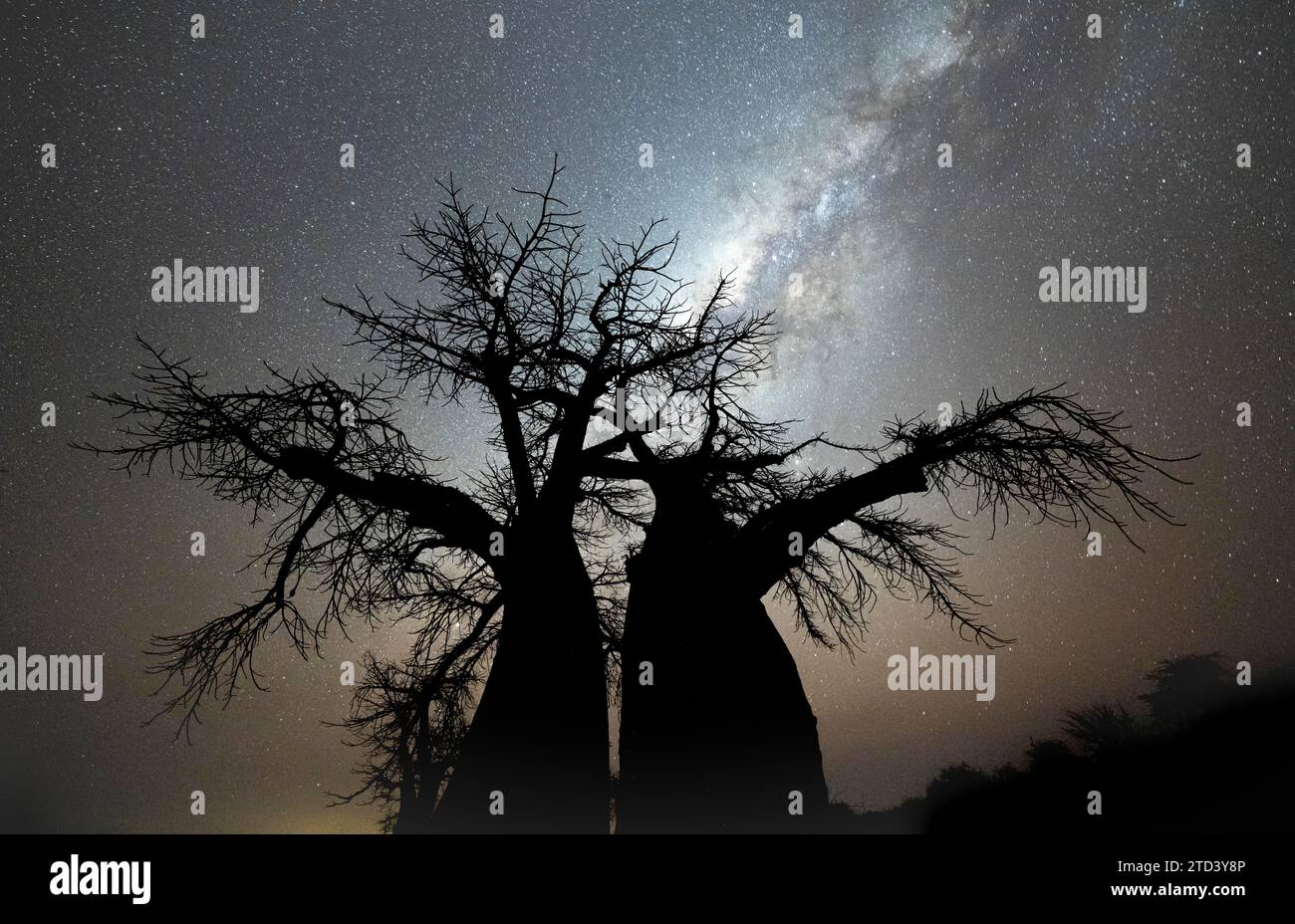 Silhouette of a baobab tree with starry sky and Milky Way, african ...