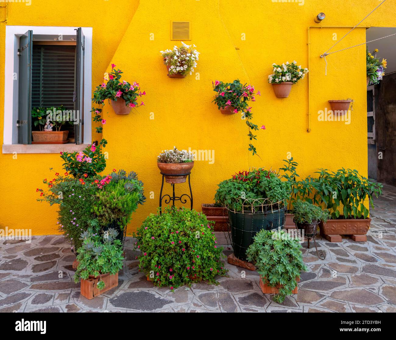 Flower pots in front of yellow house facade with window, colourful ...