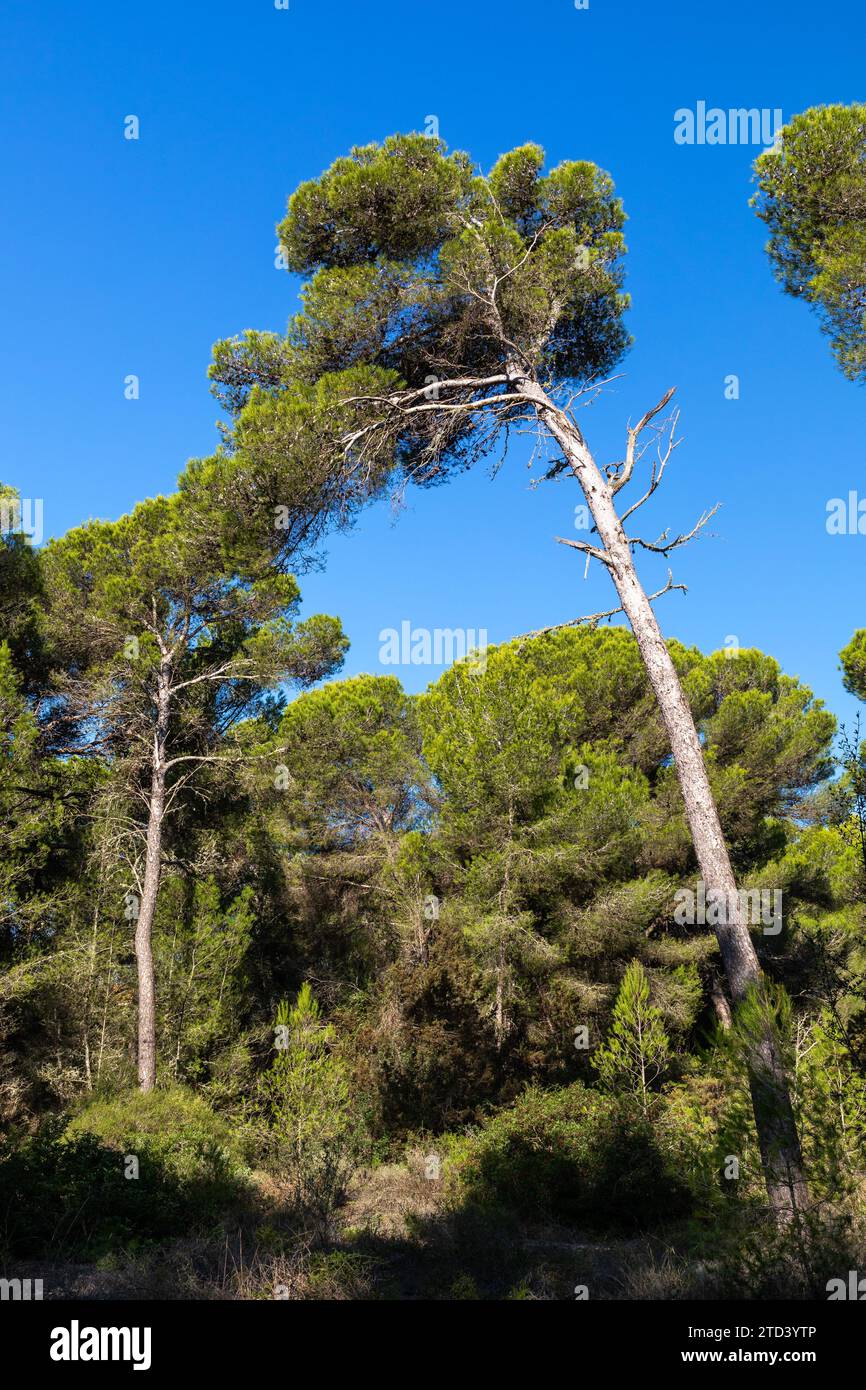 Pine trees in the nature reserve Punta de n´Amer near Cala Millor ...