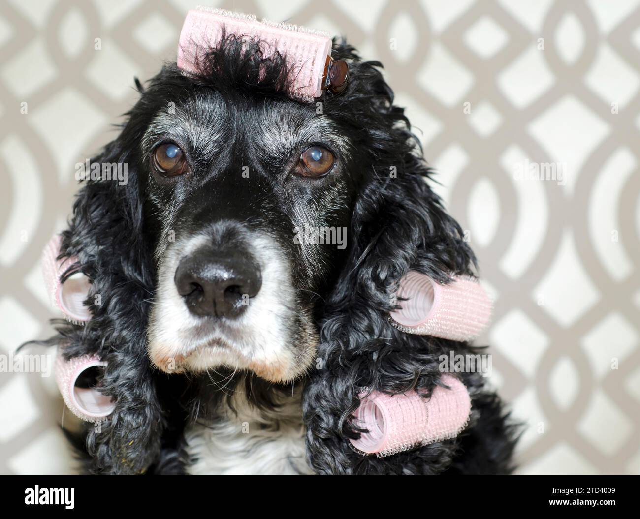 Cute cocker spaniel hi-res stock photography and images - Alamy