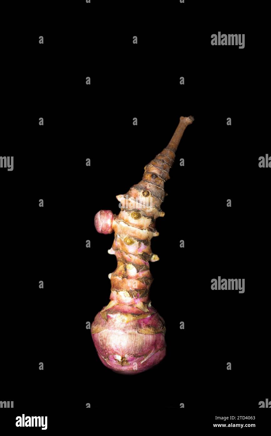 Jerusalem artichoke (Helianthus tuberosus), root vegetable, also known ...