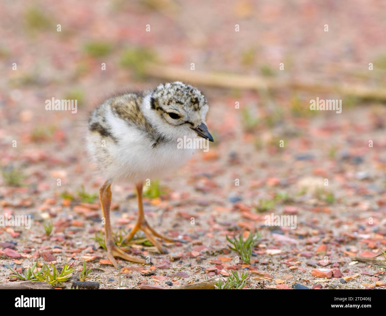 Ringed Plover (Charadrius hiaticula), chick, nest fledgling, Texel ...