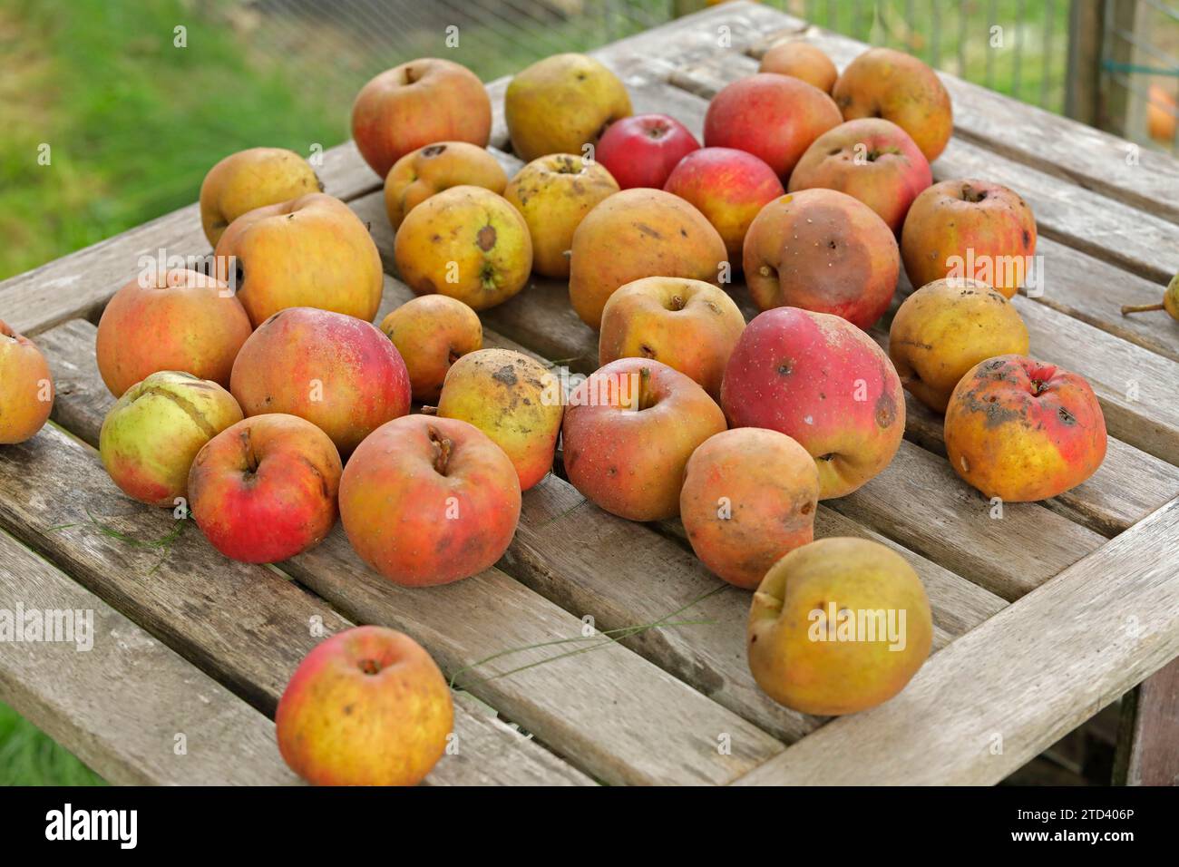 Apples, Boskop, Bretter, Kiel, Schleswig-Holstein, Germany Stock Photo ...